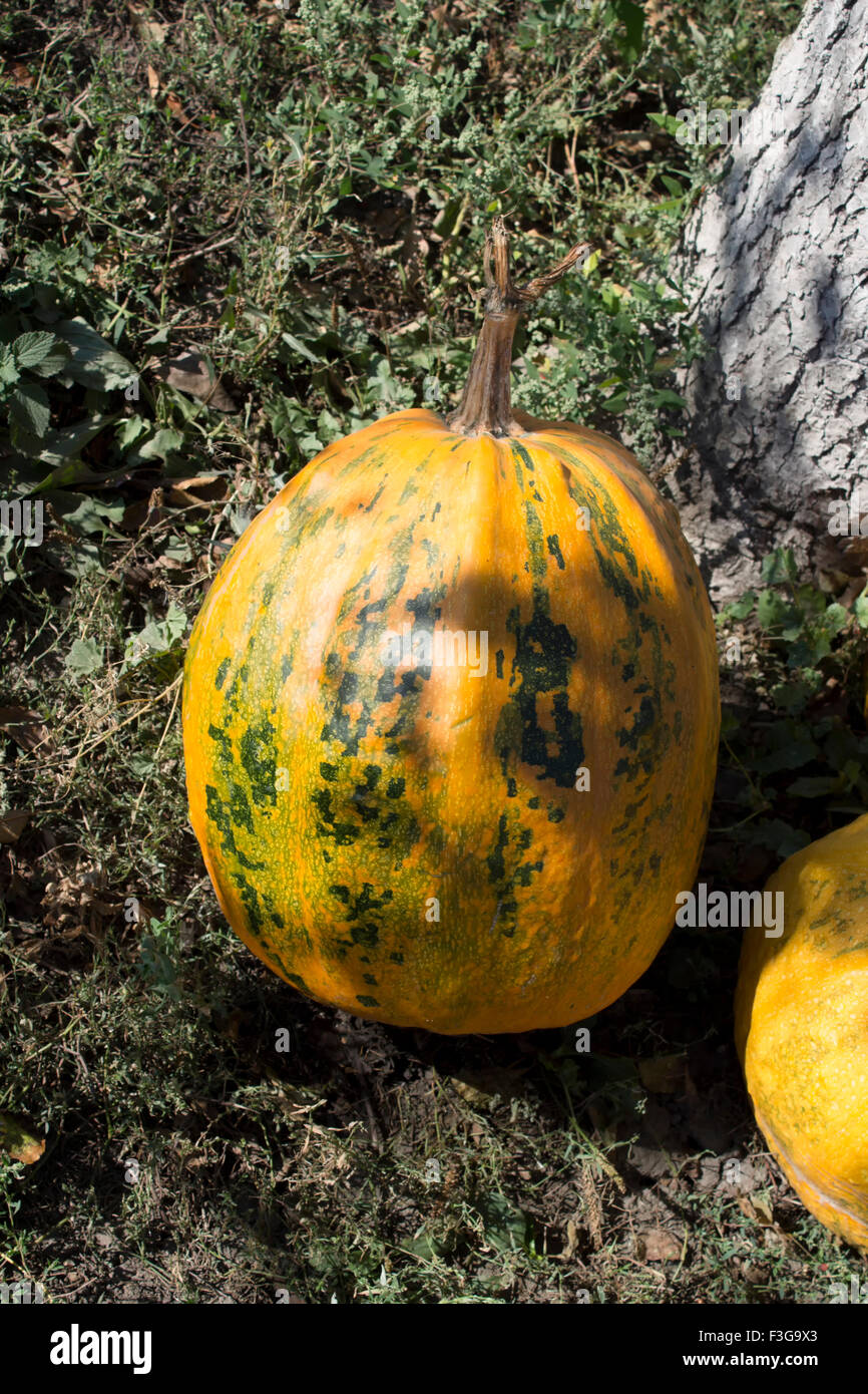 Pumpkin, Gold, Vegetable, Food, Concept, Foliage, November, Earth ...