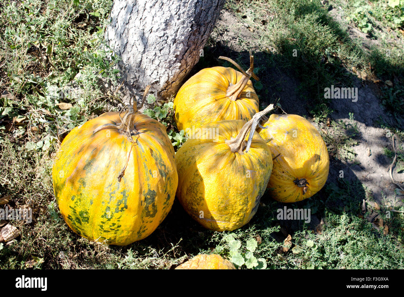Pumpkin, Gold, Vegetable, Food, Concept, Foliage, November, Earth ...