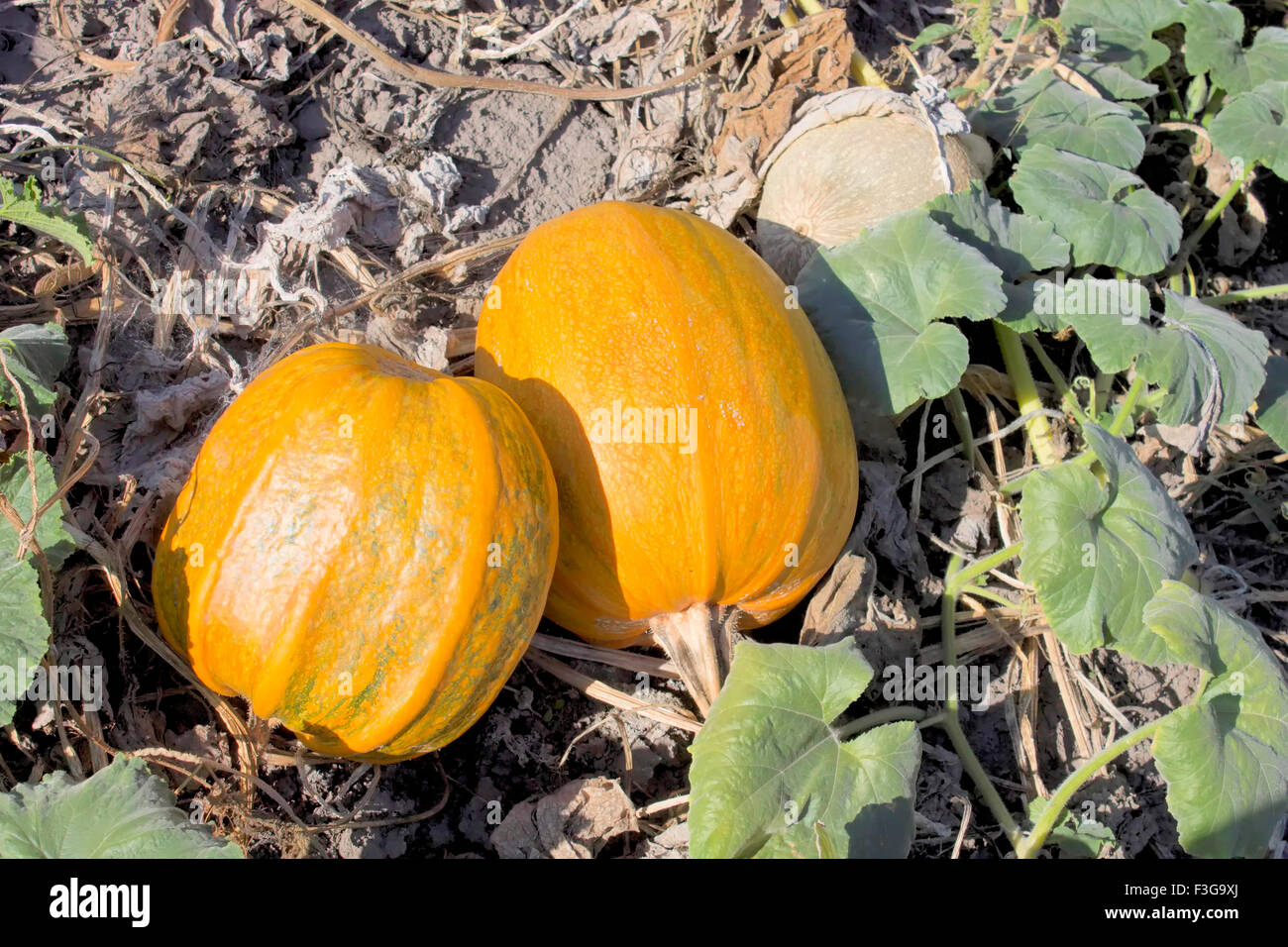 Pumpkin, Gold, Vegetable, Food, Concept, Foliage, November, Earth ...