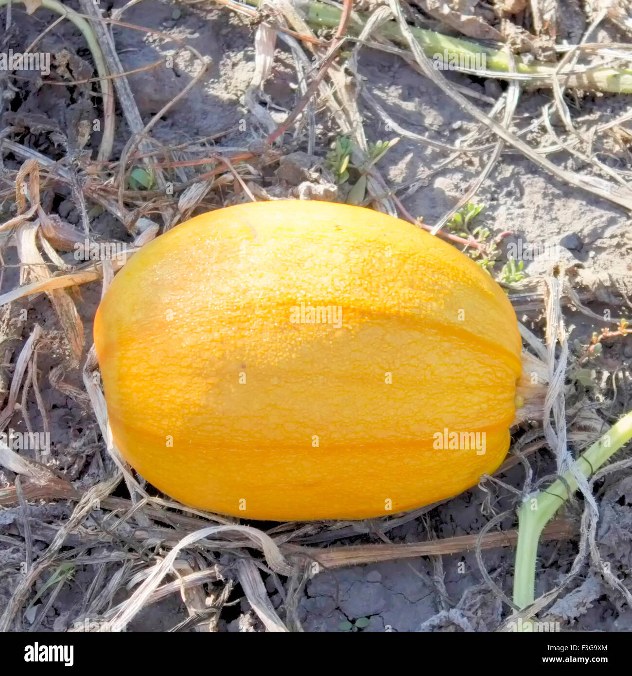 Pumpkin, Gold, Vegetable, Food, Concept, Foliage, November, Earth ...