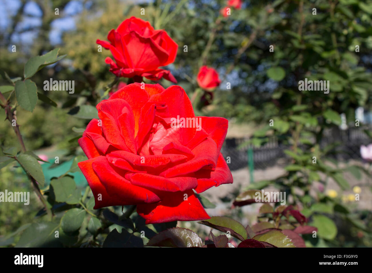 Bardovaya, Grew, Red, Buds, Rosa, Red roses, Buket, Valentina ...