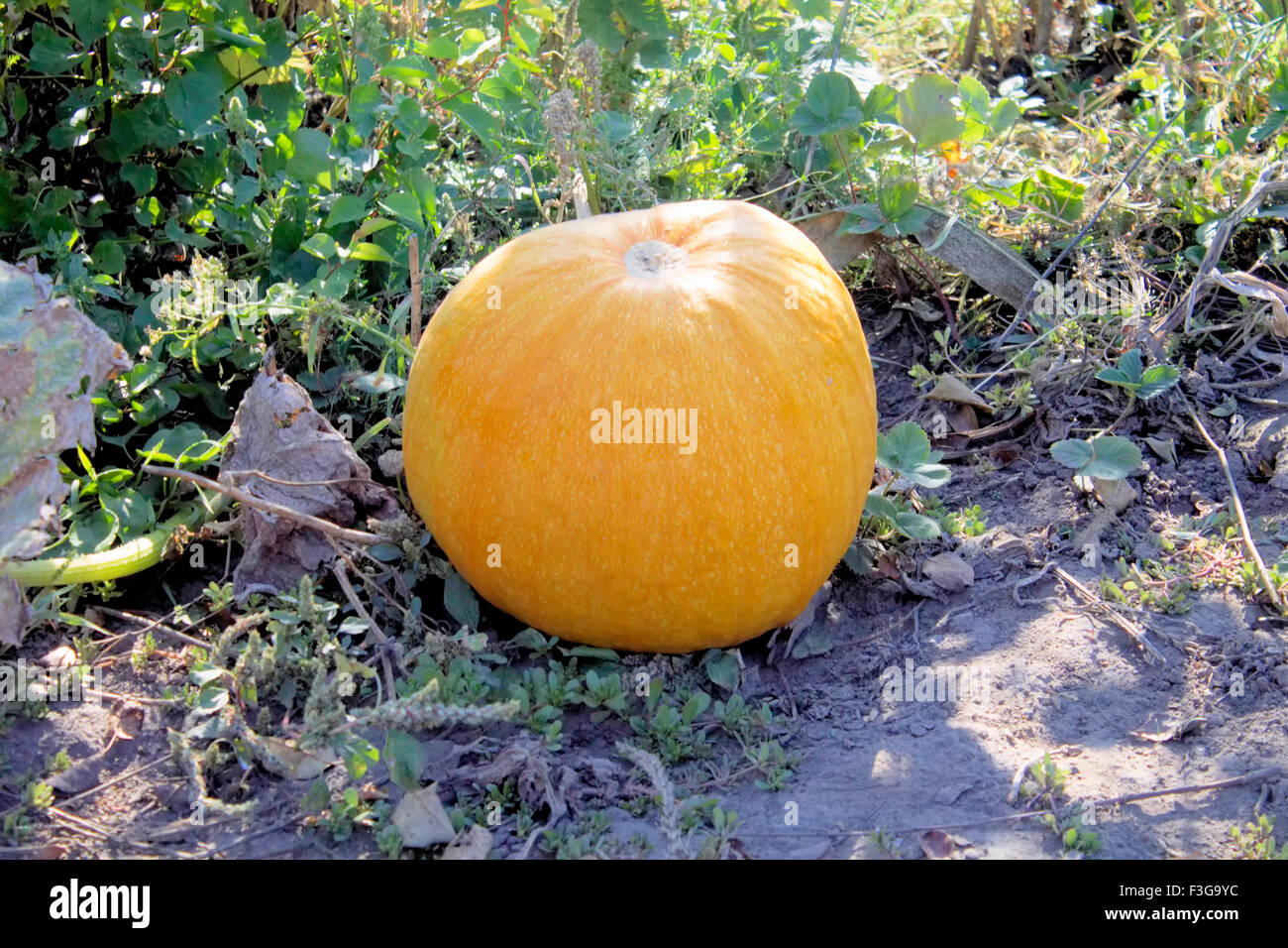 Pumpkin, Gold, Vegetable, Food, Concept, Foliage, November, Earth ...