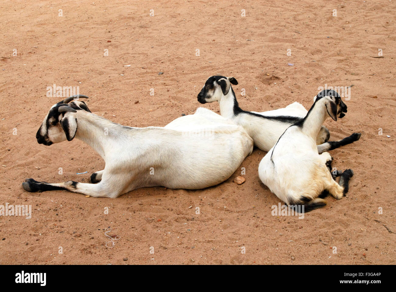 Goat sitting with two calf ; Thanjavur ; Tamil Nadu ; India Stock Photo ...