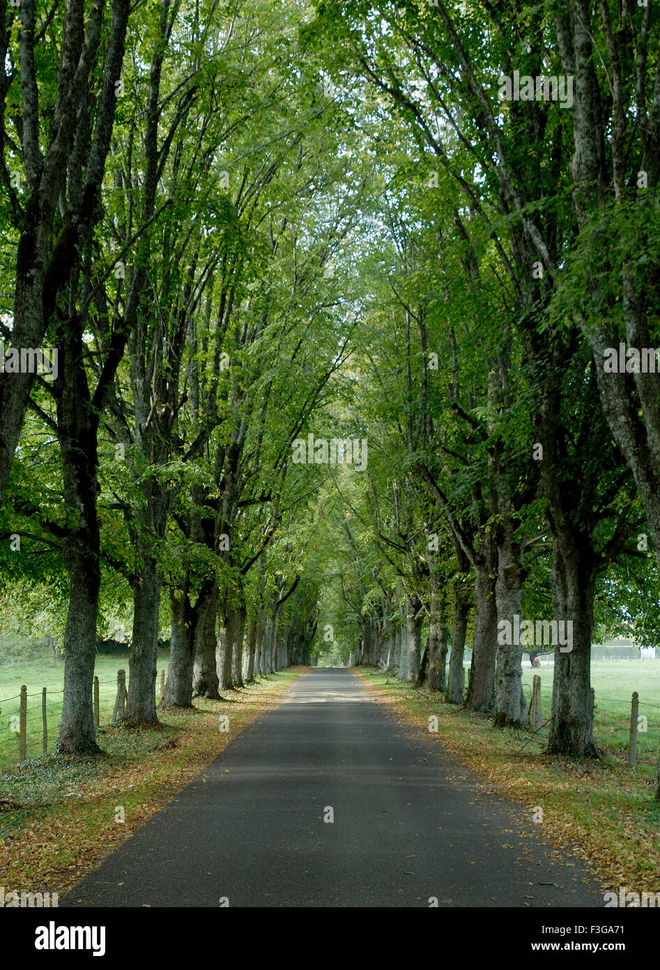tree lined avenue ; tree lined road ; tree lined street ; France ...