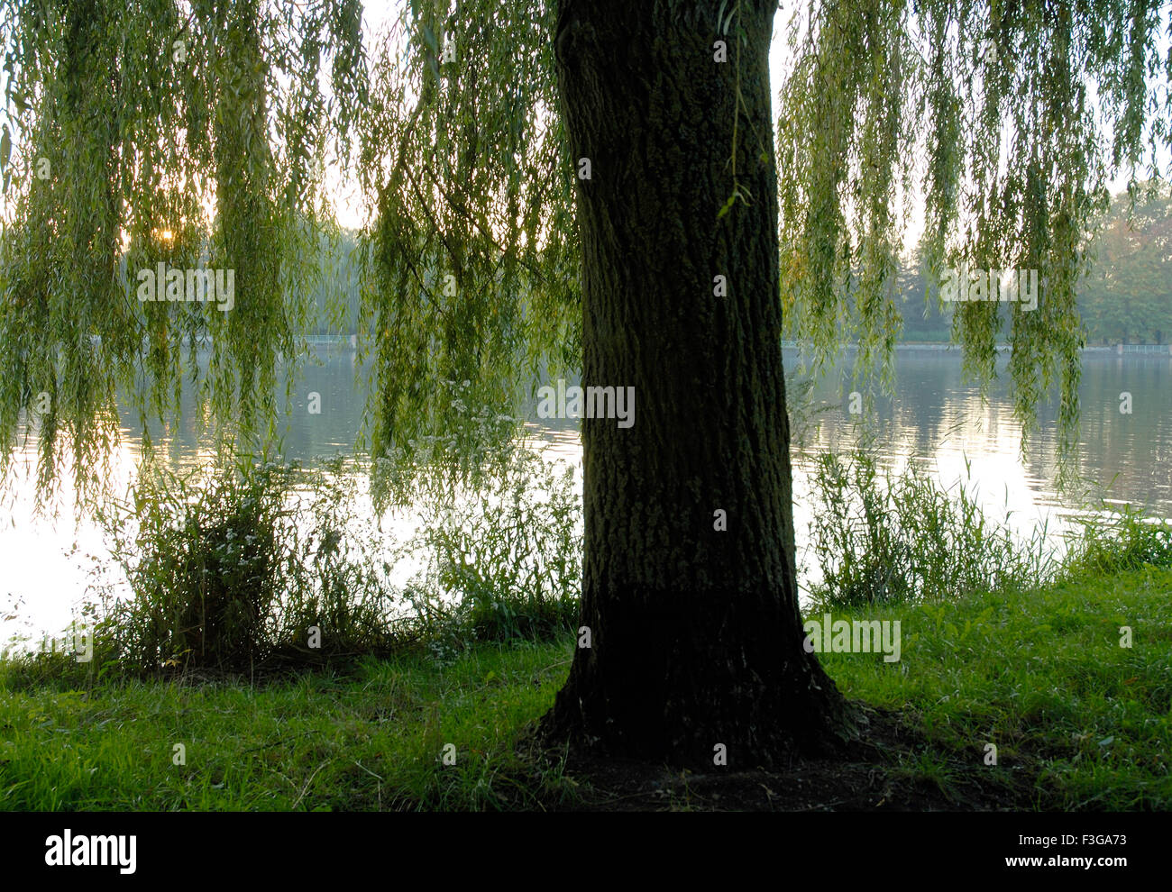 Paris greenery hi-res stock photography and images - Alamy
