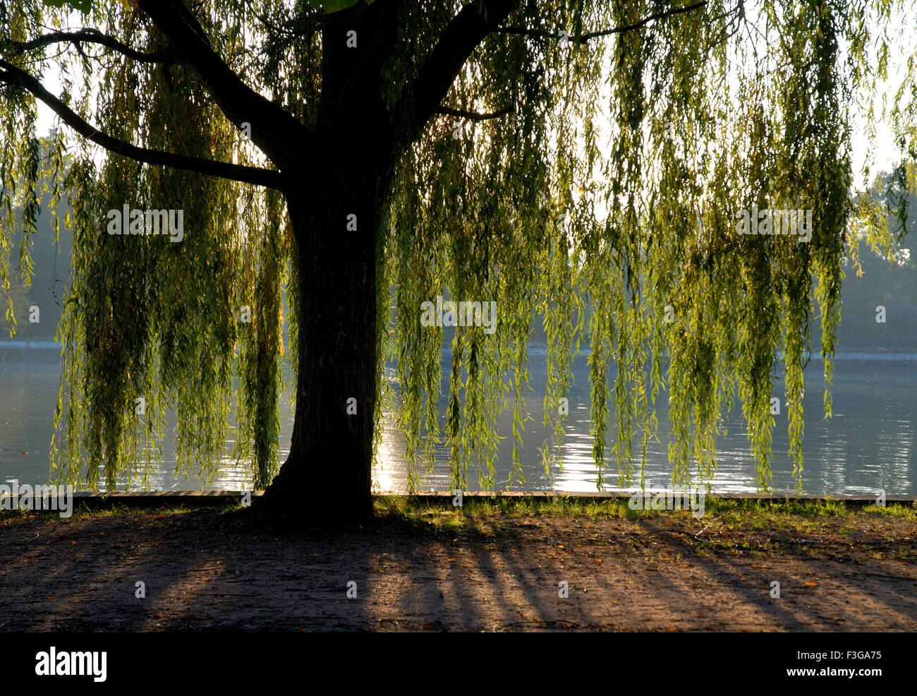 Tree trees paris france hi-res stock photography and images - Alamy