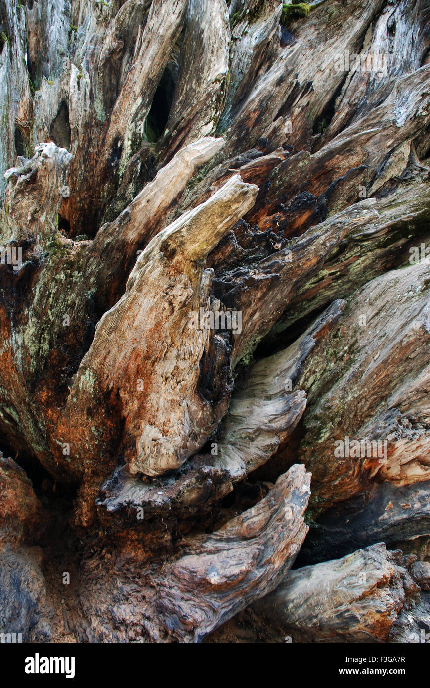Dead and rotten tree hi-res stock photography and images - Alamy