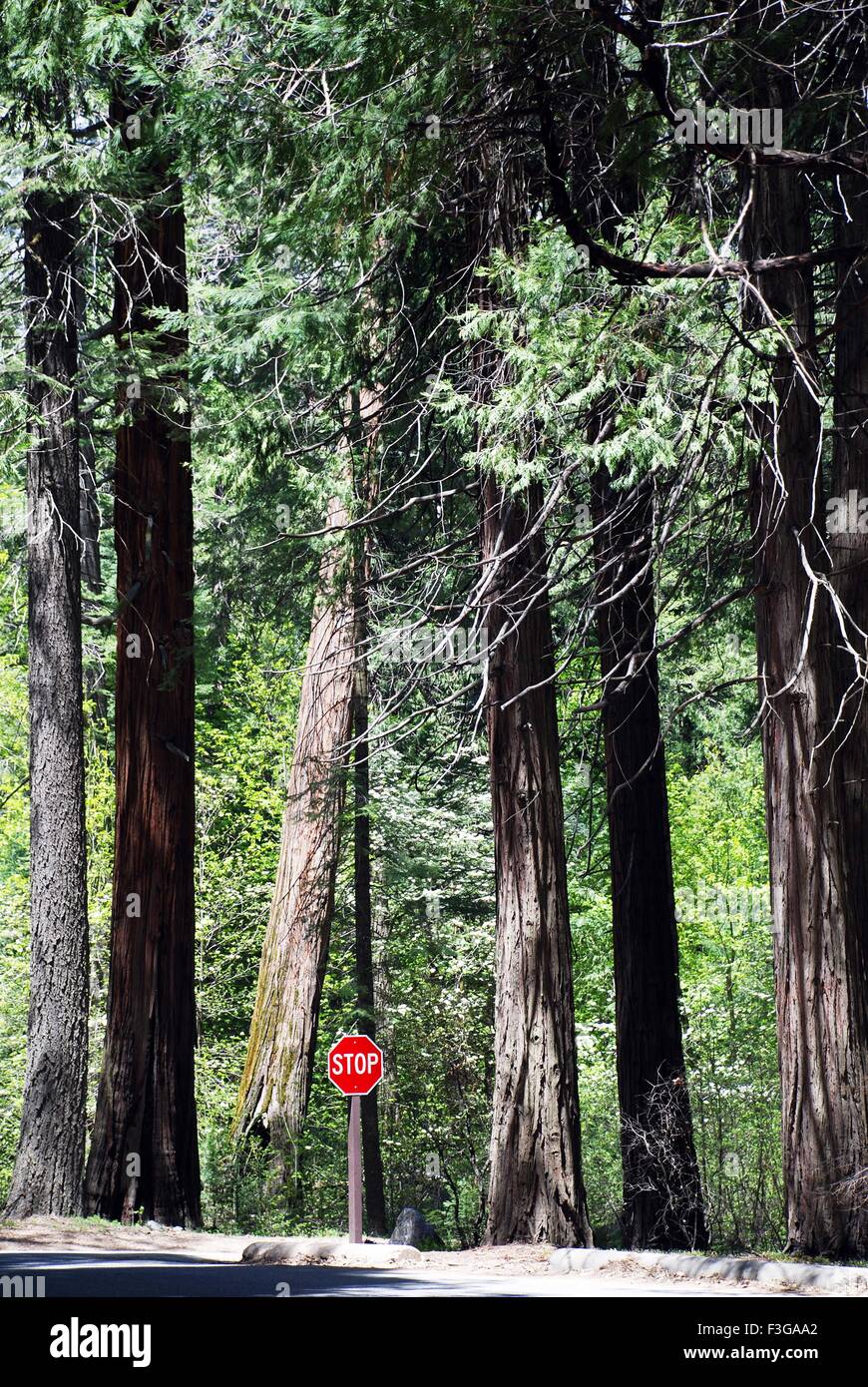 Trees stop sign ; World Heritage Site 1984 ; Yosemite National park ...