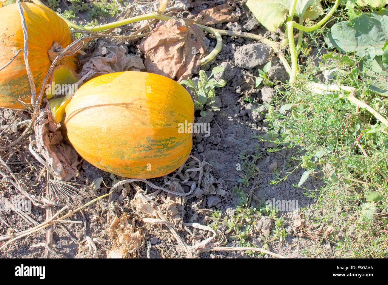 Pumpkin, Gold, Vegetable, Food, Concept, Foliage, November, Earth ...