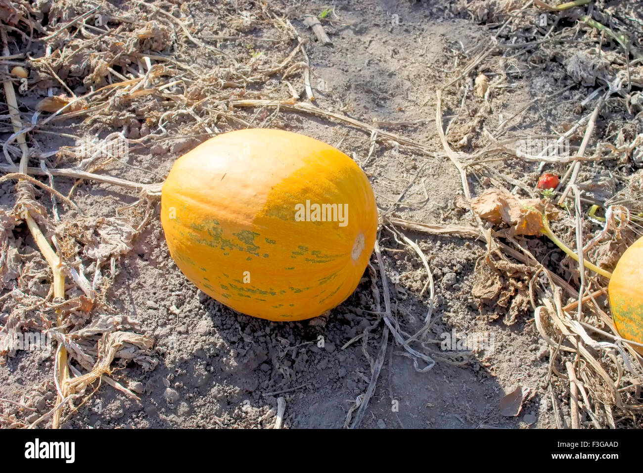 Pumpkin, Gold, Vegetable, Food, Concept, Foliage, November, Earth ...