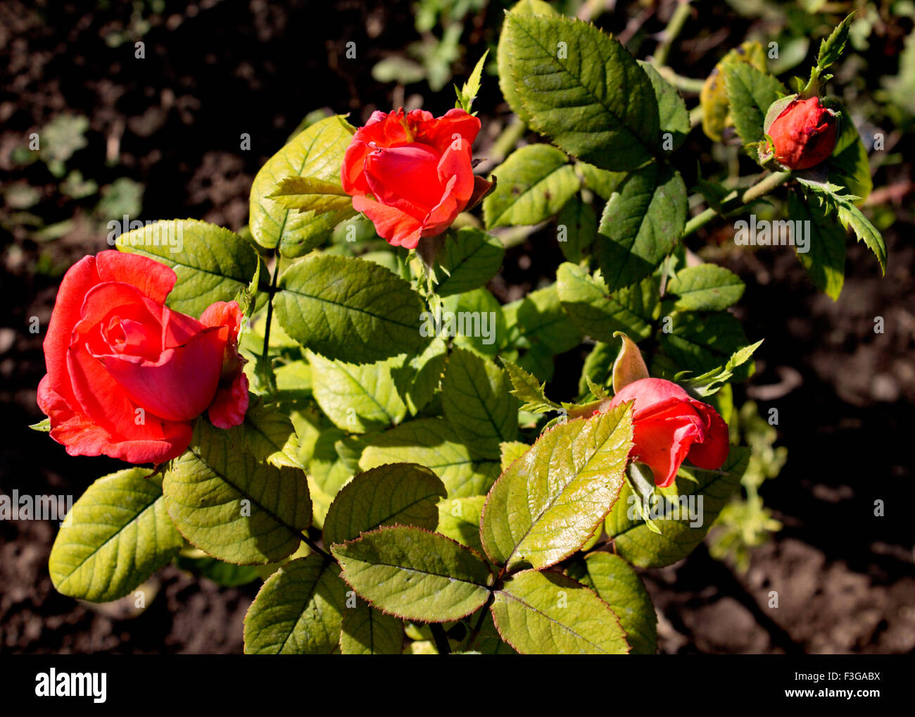 Bardovaya, Grew, Red, Buds, Rosa, Red roses, Buket, Valentina ...