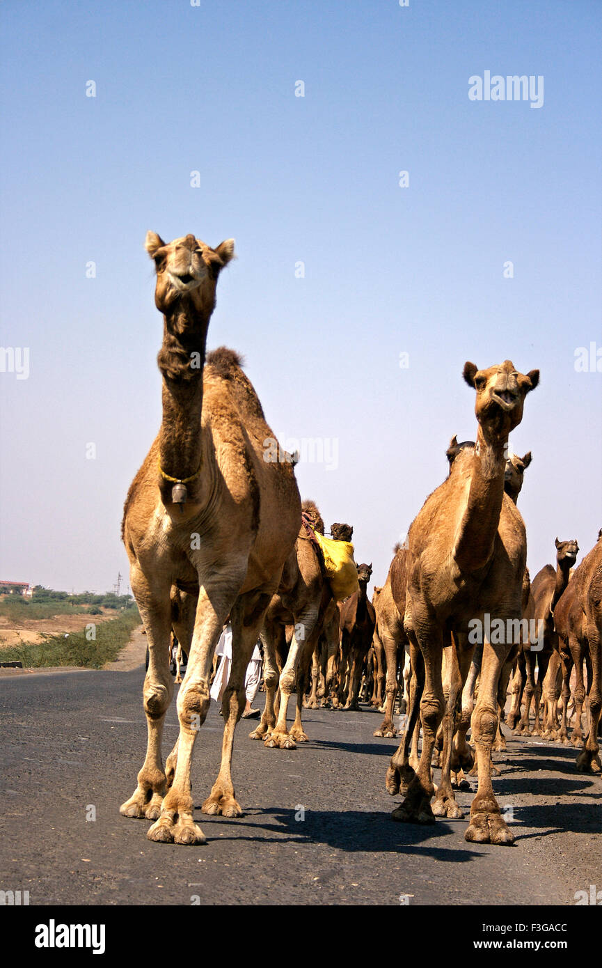 Camel camels hi-res stock photography and images - Alamy