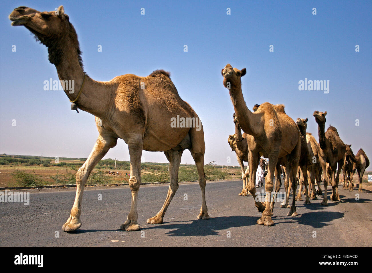 Camel herd, camel caravan, Kutch, Gujarat, India, Asia Stock Photo - Alamy
