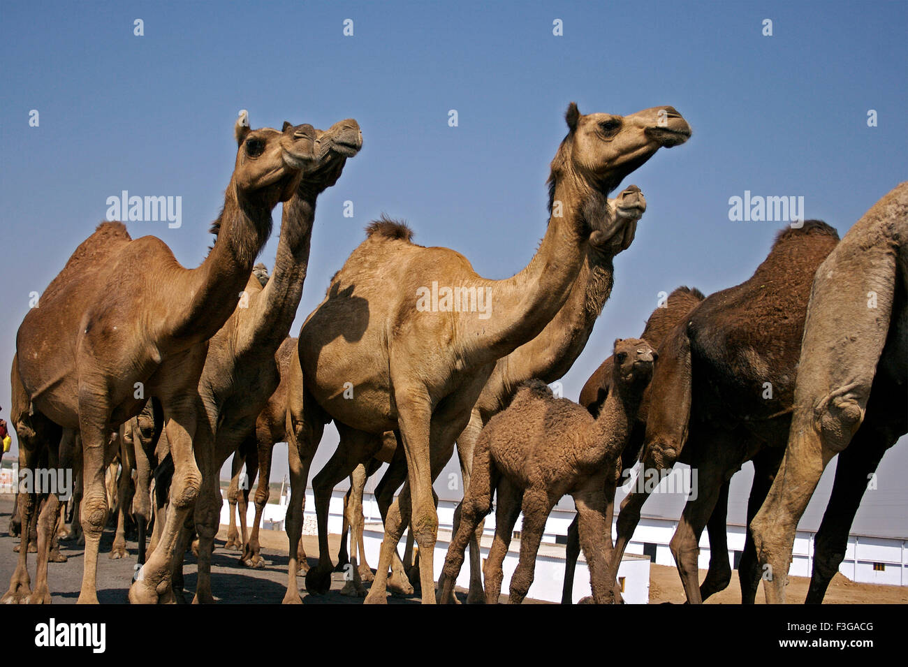 Camel herd, camel caravan, Kutch, Gujarat, India, Asia Stock Photo - Alamy