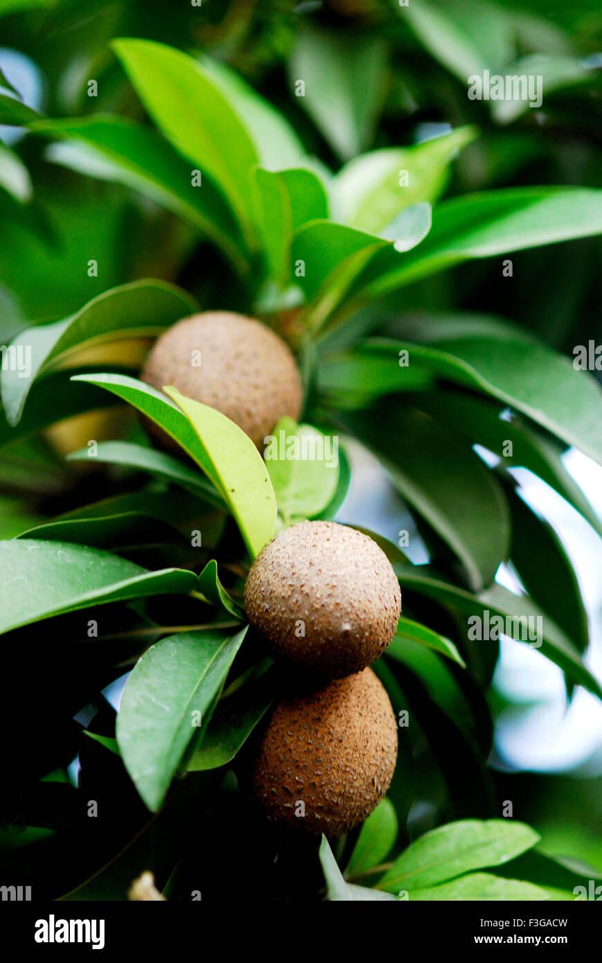 Manilkara Zapota High Resolution Stock Photography and Images - Alamy