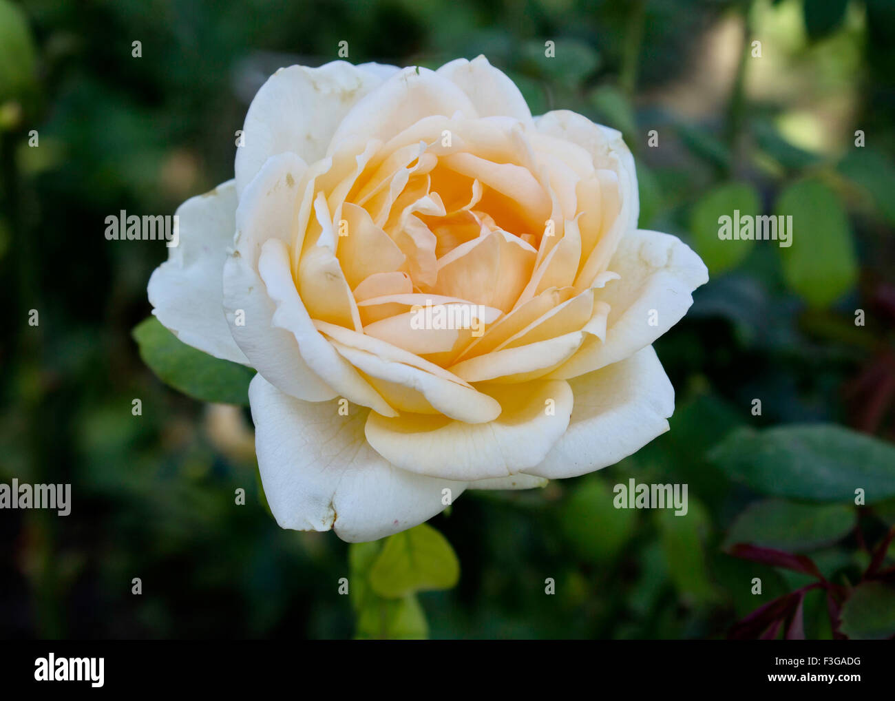 Bardovaya, Grew, Red, Buds, Rosa, Red roses, Buket, Valentina ...