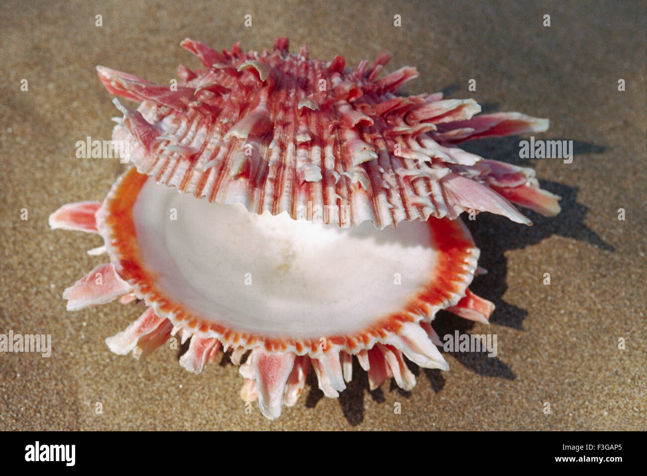 Scallop shell beach open hi-res stock photography and images - Alamy