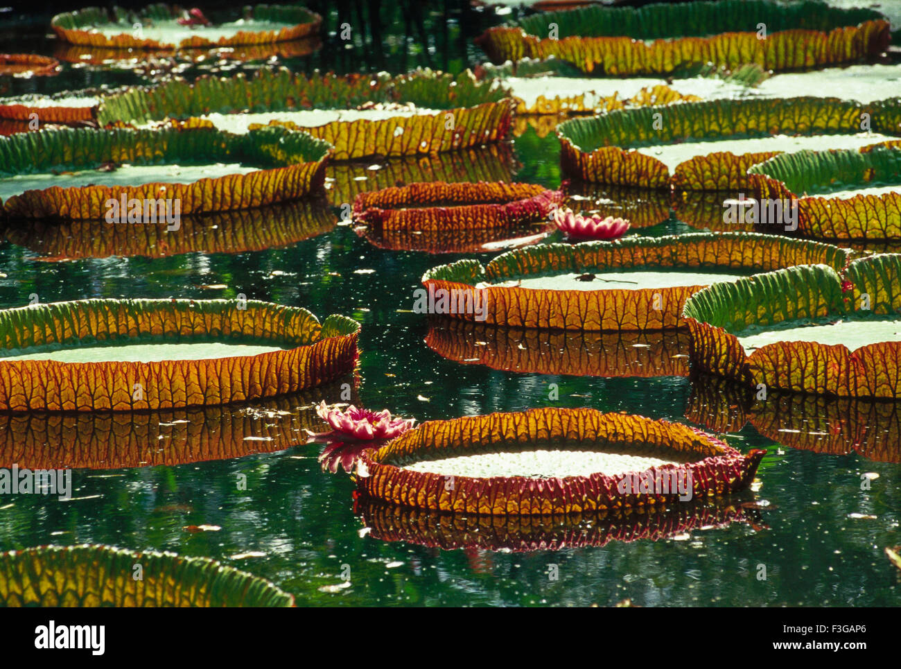 Giant Water lilies and leaves floating on water ; Pamplemousse ...