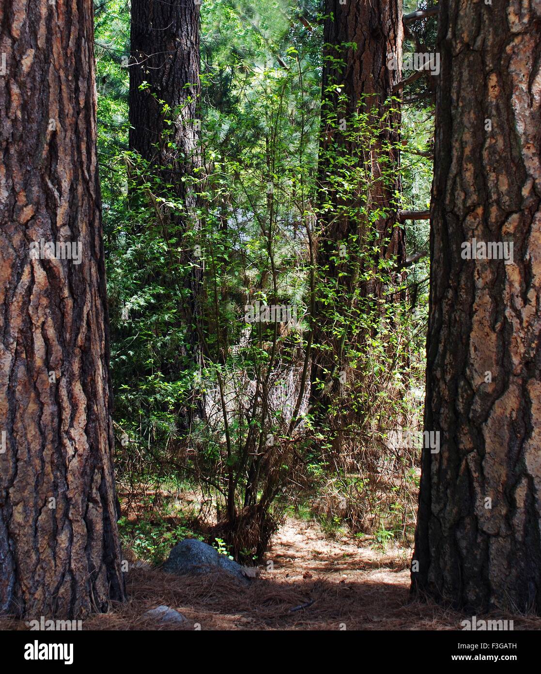 Trees ; World Heritage Site 1984 ; Yosemite National park ; California ...