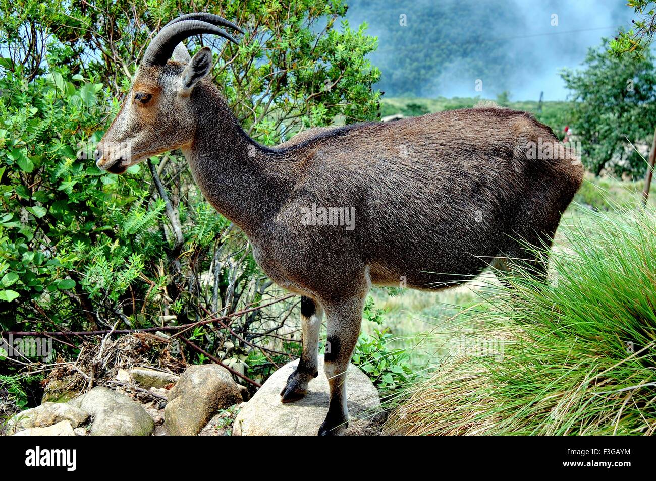 Nilgiri Thar wild goat in Eravikulam National Park at Munnar ; Kerala ...