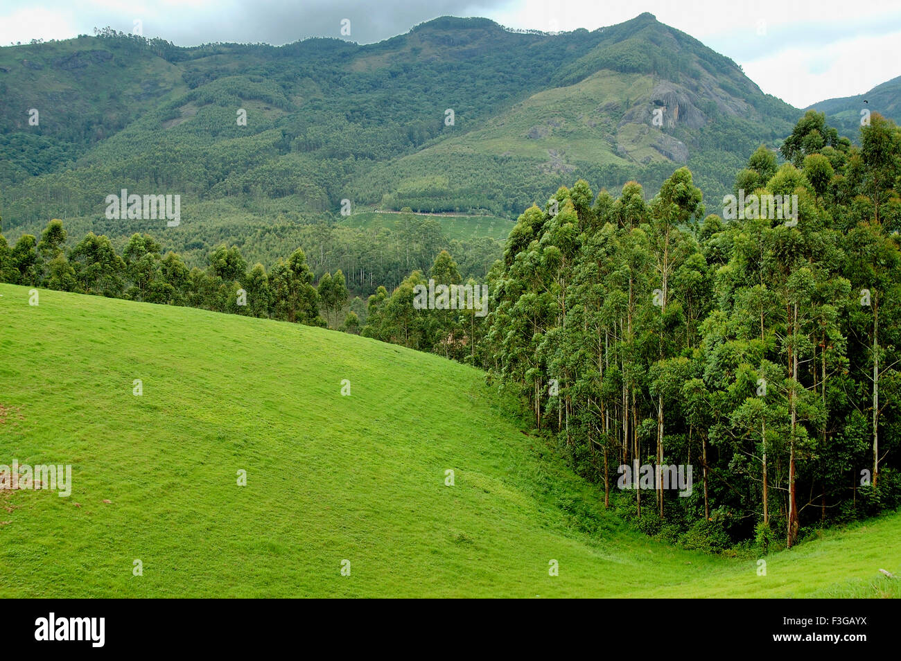 Tea gardens ; Munnar ; hill station ; western ghats ; Kerala ; India ...