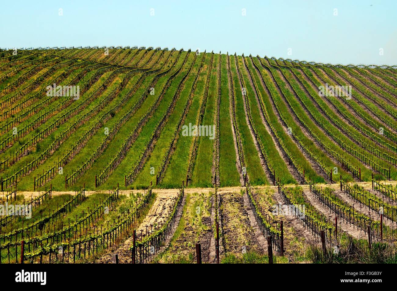 Vineyards; Nepa Valley; California; USA United States of America Stock ...