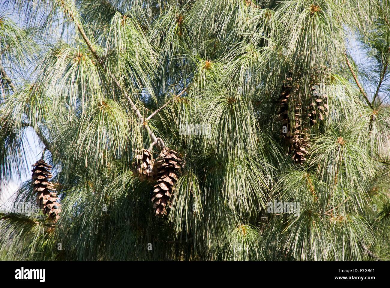 Simla life hi-res stock photography and images - Alamy