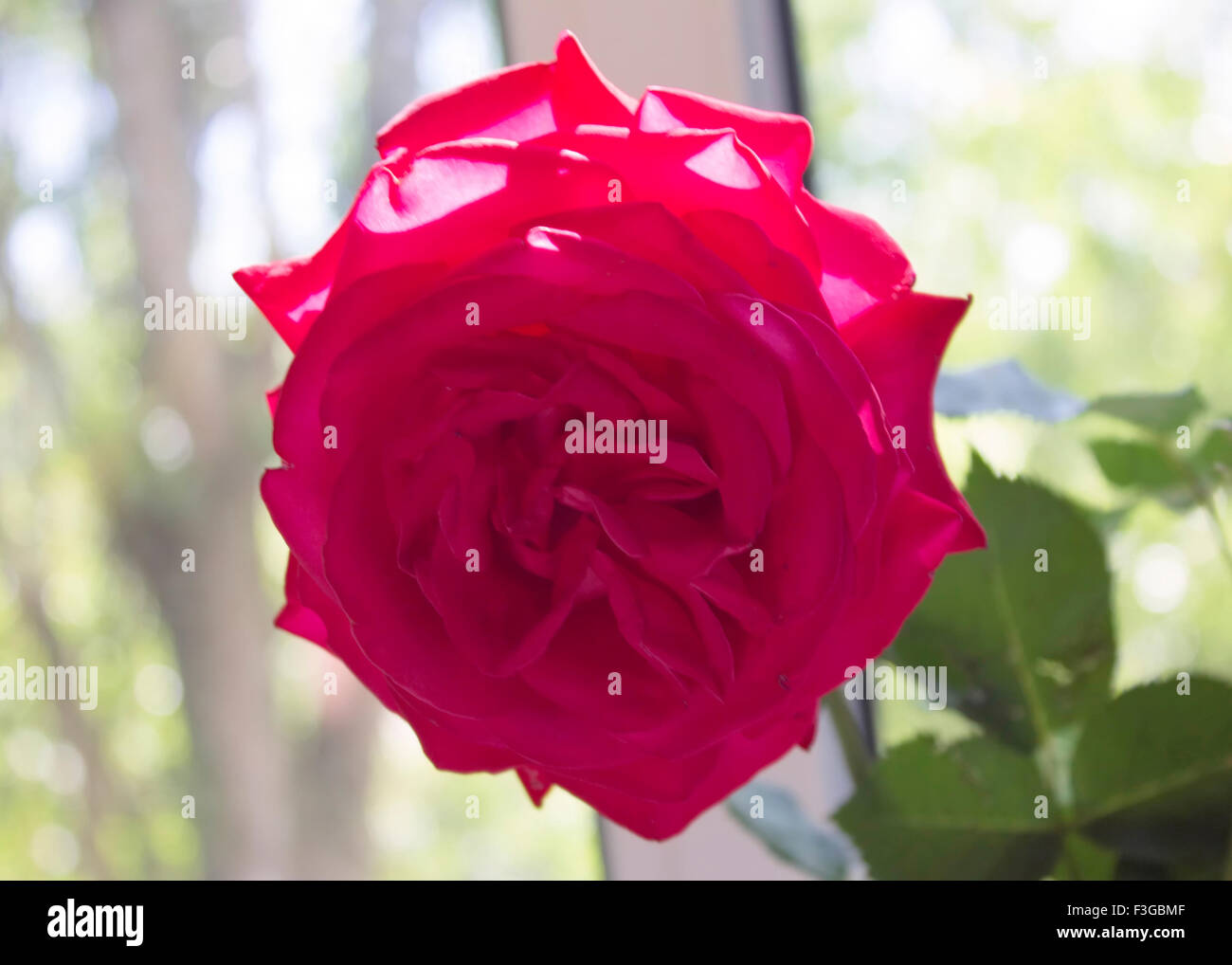 Bardovaya, Grew, Red, Buds, Rosa, Red roses, Buket, Valentina ...