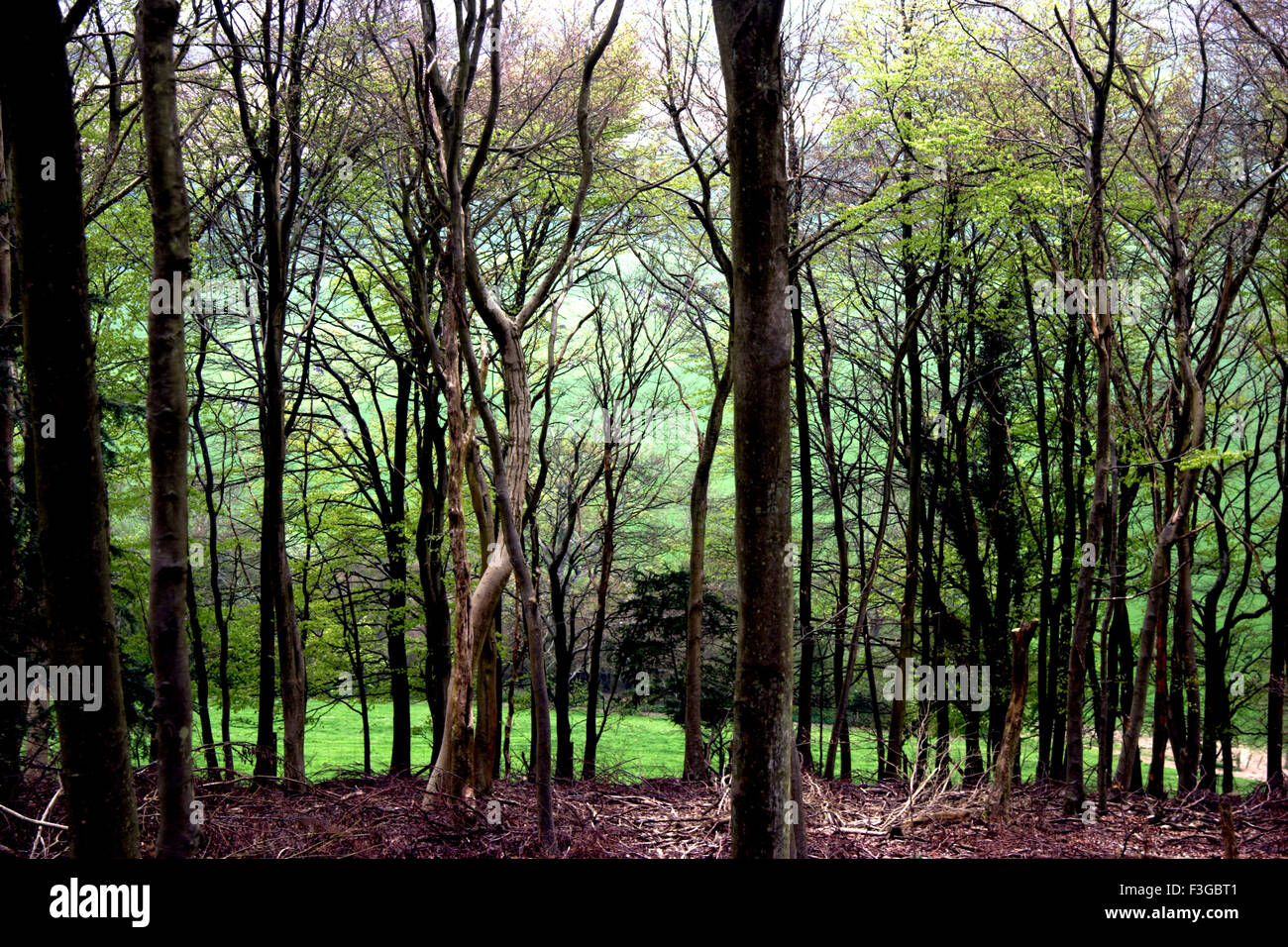 Trees Trunks and Greenery in Dense Forest ; U.K. United Kingdom England ...