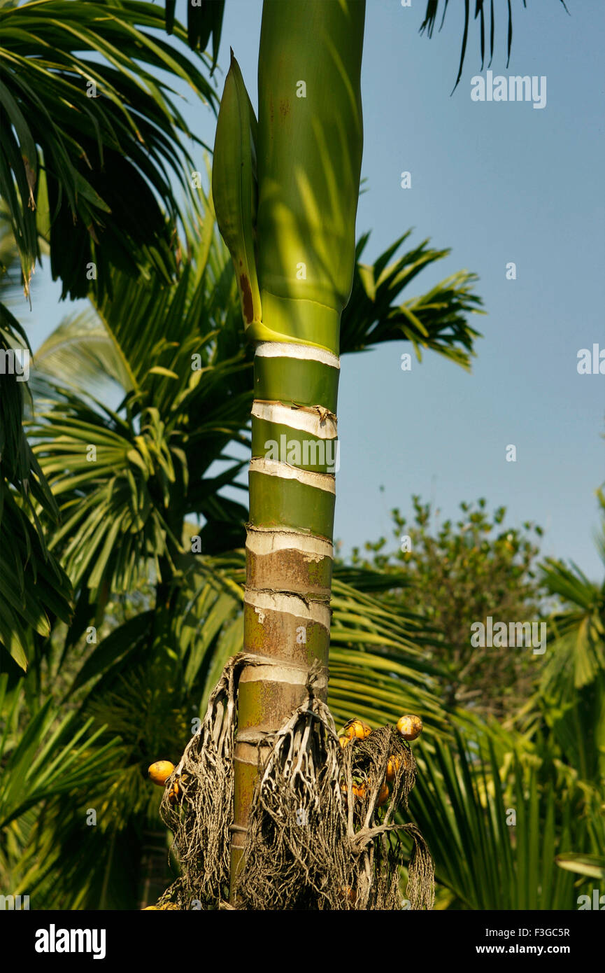 Betel nuts trees growing ; Murud Janjira ; District Raigad ...