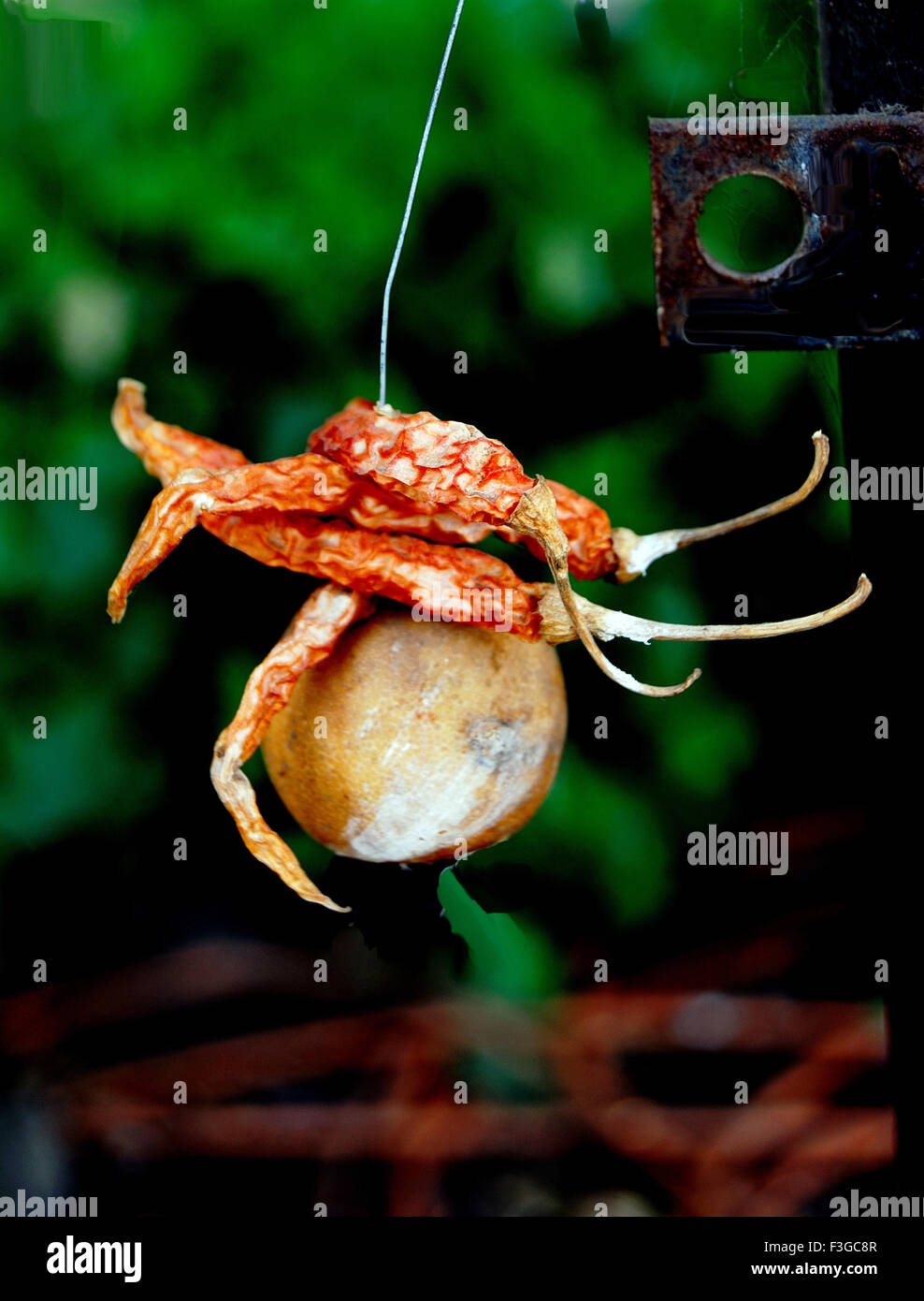 Superstition concept ; Thread of dry red chilies and lemon hanging ...