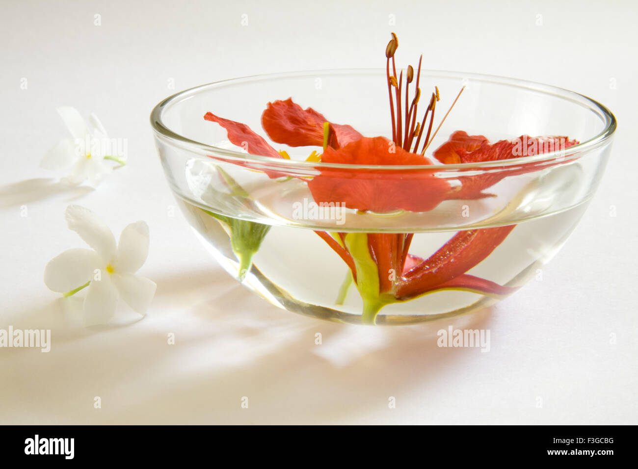 Flower Gulmohur Gul Mohur botanical name peacock flower in glass bowls ...