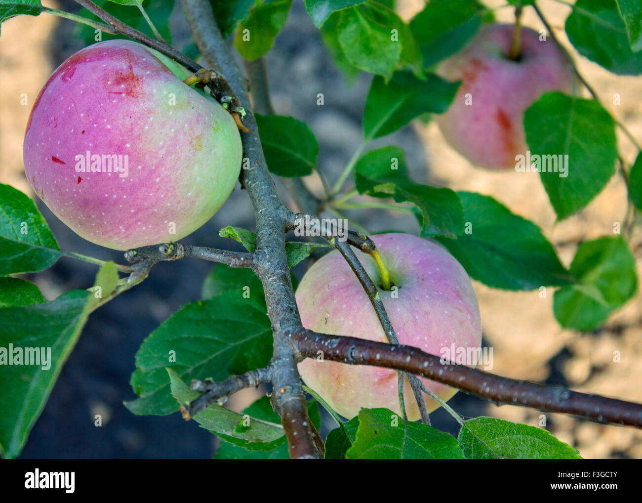 Apples, Tree, Liszt, Garden, Flora, Tasty, Is, Food, Green, Shot Stock ...