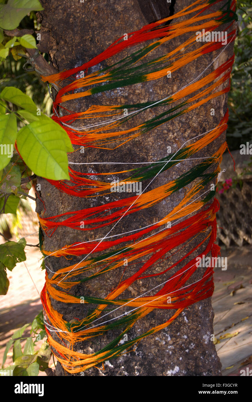 tree worship, India, Asia Stock Photo - Alamy