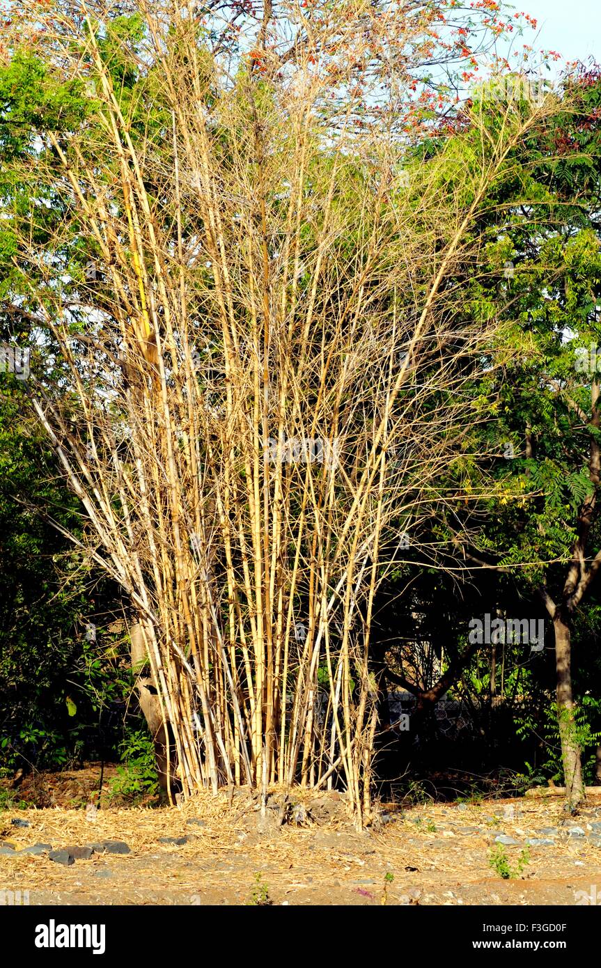 Bamboo tree ; India ; Asia Stock Photo - Alamy
