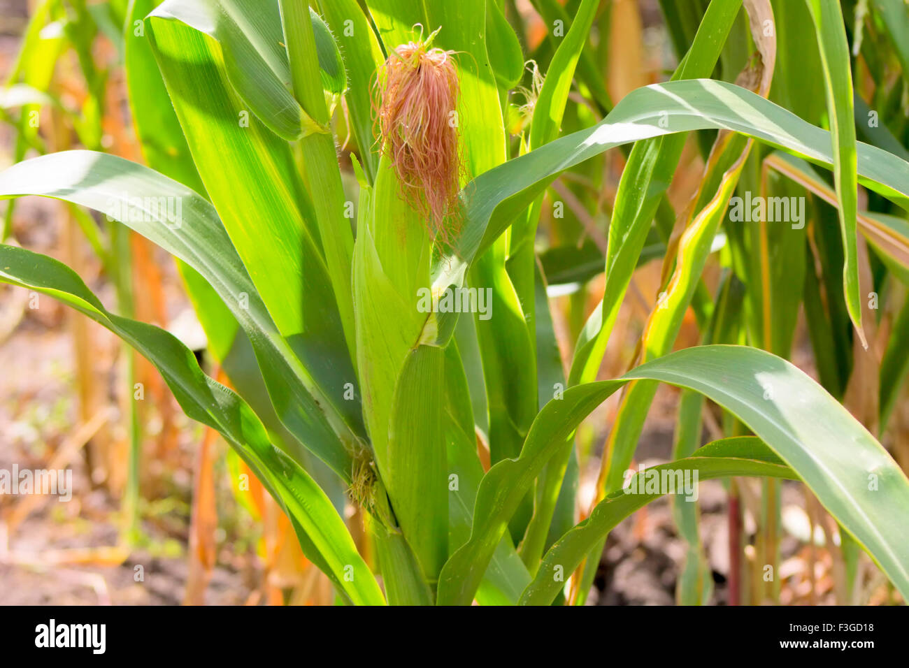 Corn, field, harvest, plant, stalk, rural, outdoor, grain, soil, grow ...