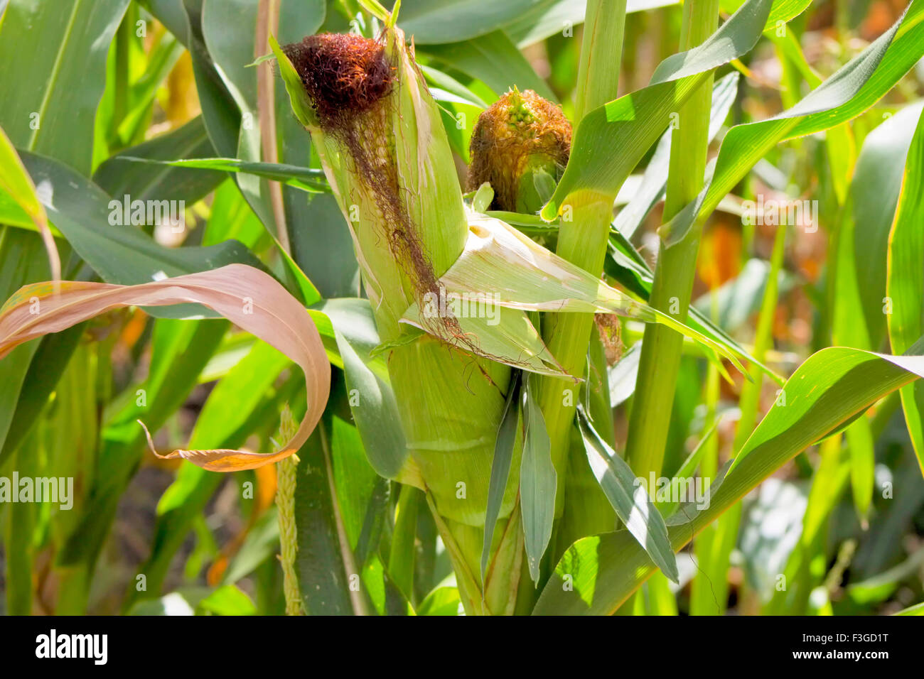 Corn, field, harvest, plant, stalk, rural, outdoor, grain, soil, grow ...
