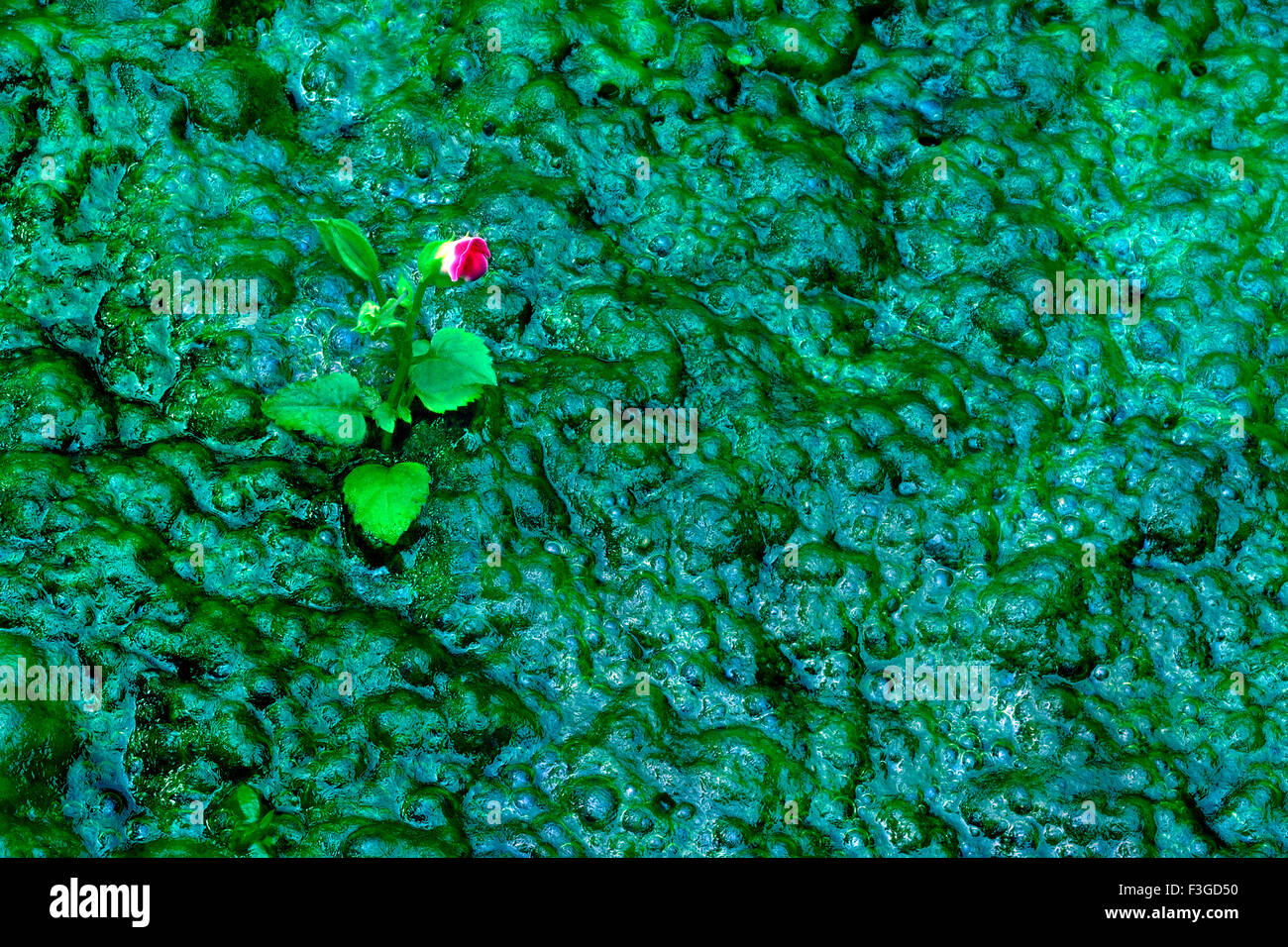 Bloom at Bio mass algae formed on flow of water during rainy seasons ...