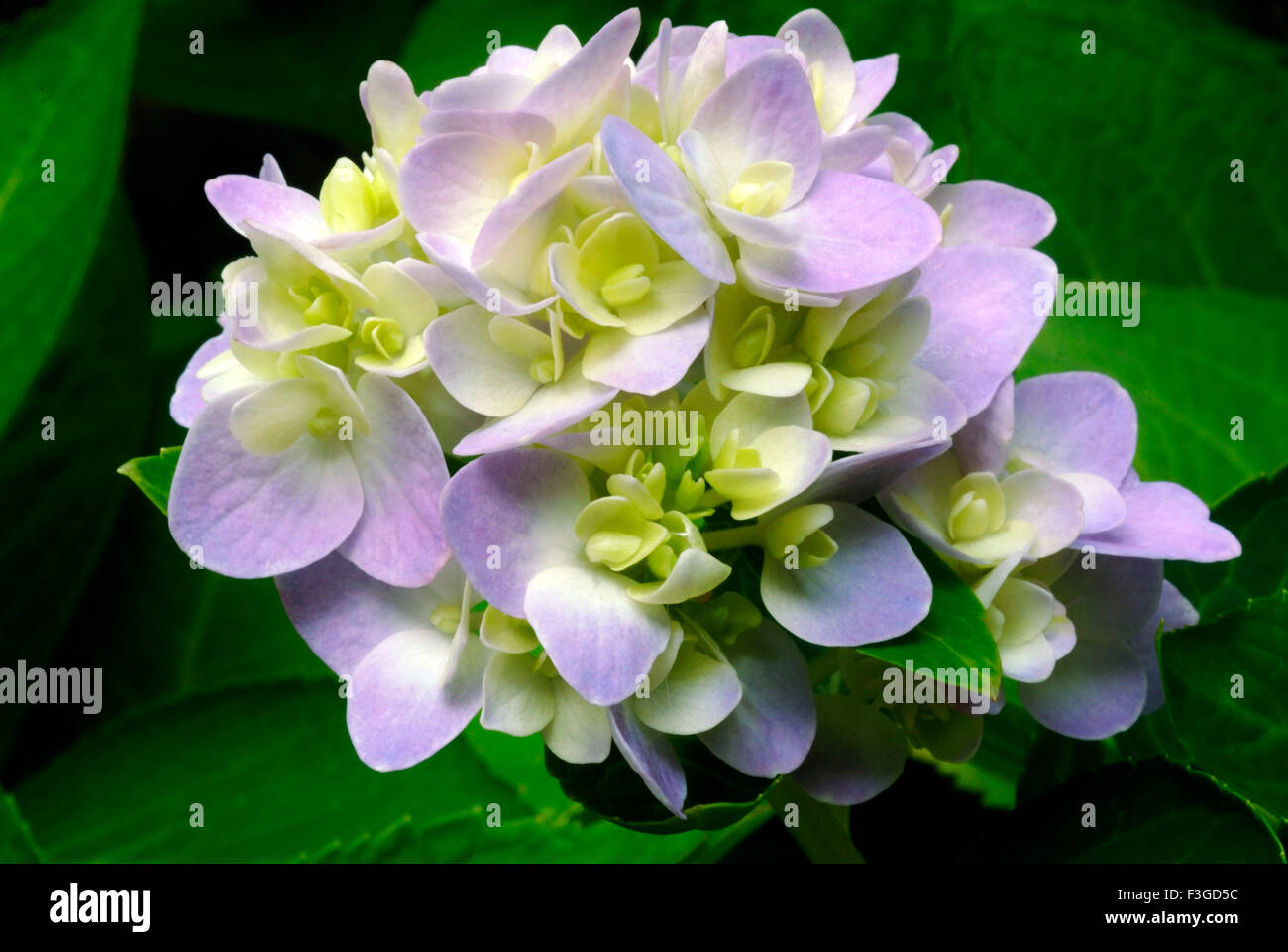 Hydrengia, hydrangea, hortensia, Trivandrum ; Kerala ; India ; Asia ...