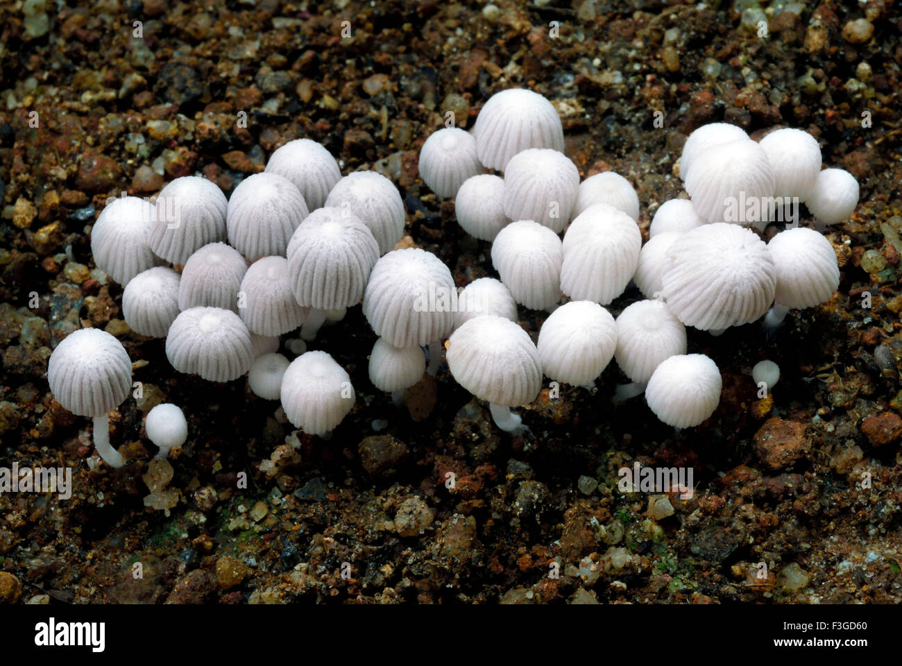Fungi are not plants hi-res stock photography and images - Alamy