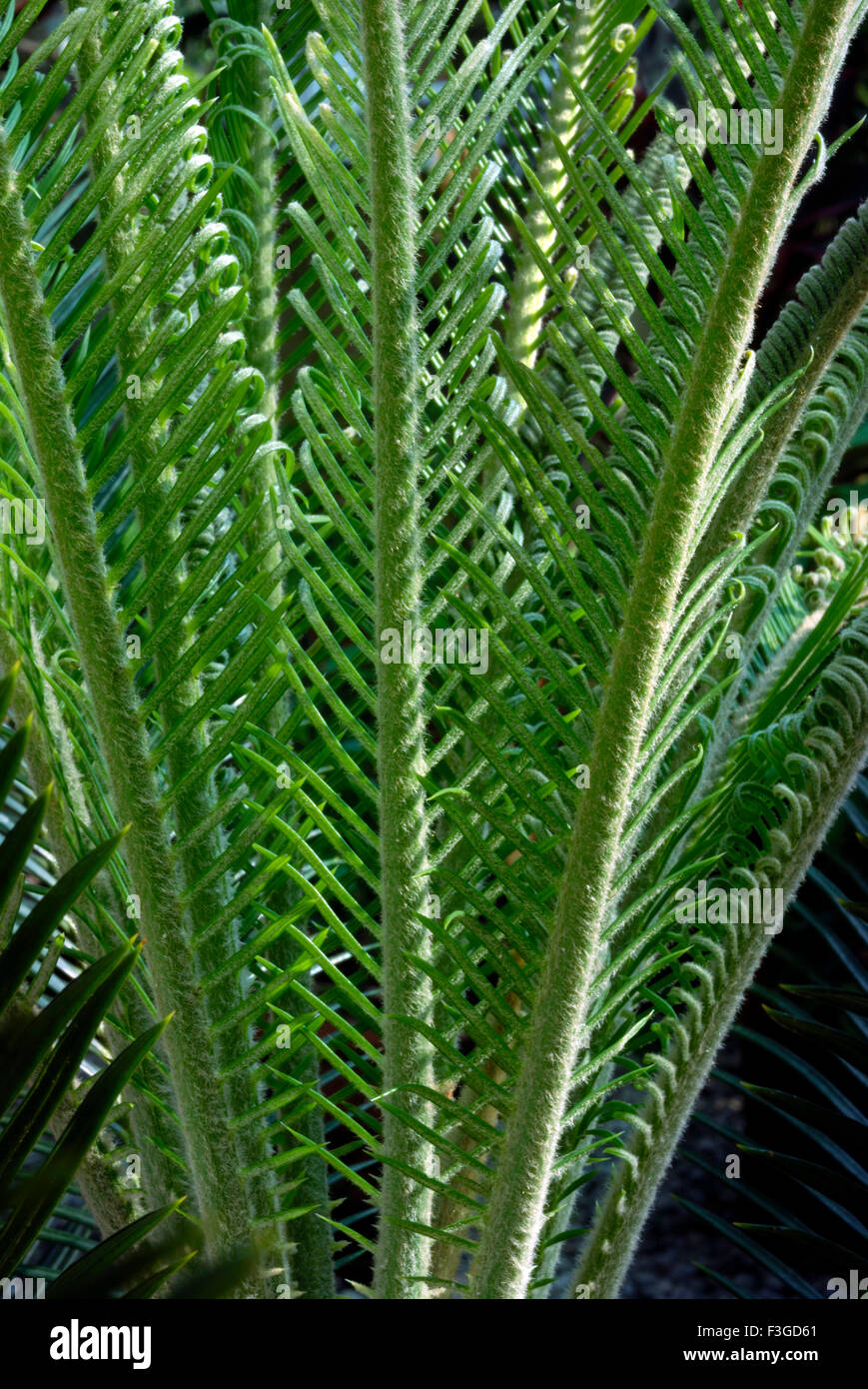 Tender shoots hi-res stock photography and images - Alamy