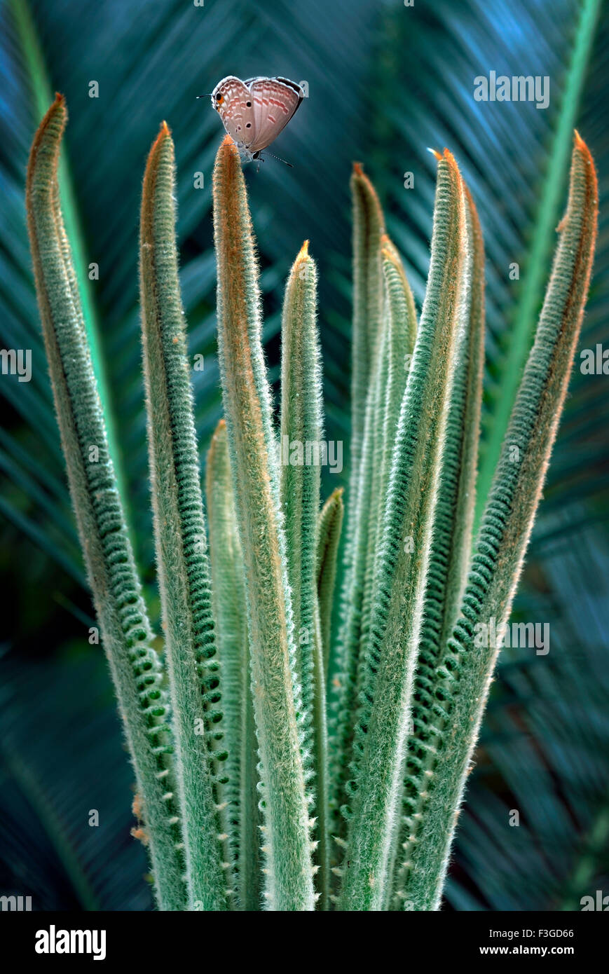 Red pierrot butterfly hi-res stock photography and images - Alamy