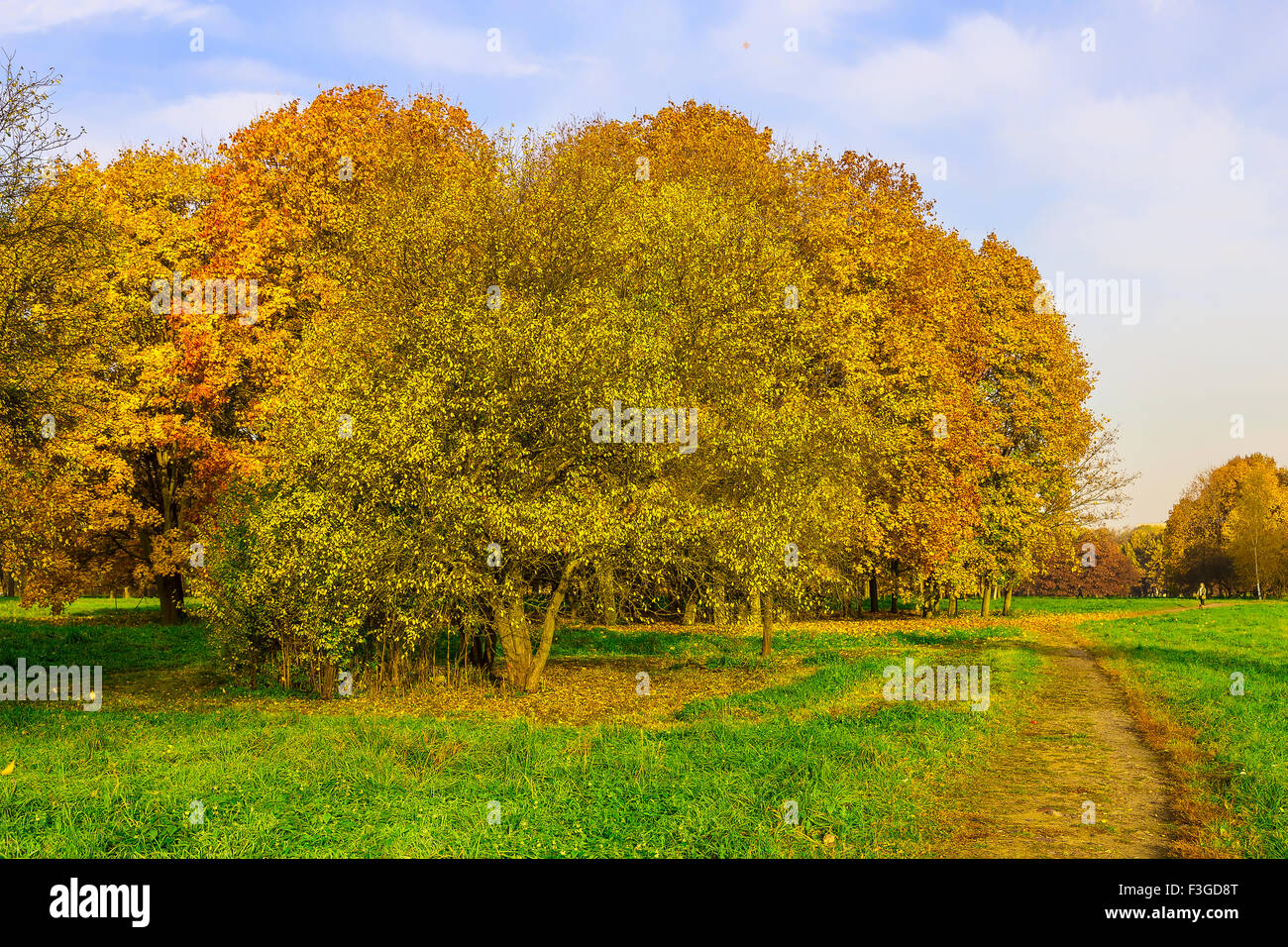 Branchy trees hi-res stock photography and images - Alamy