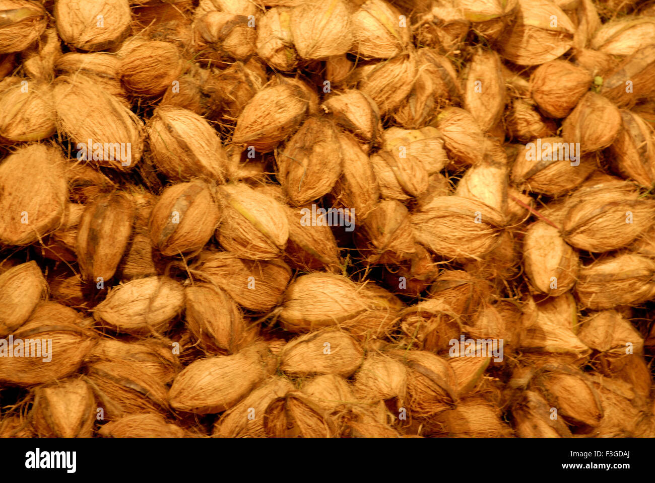 Coconuts ; Ganesh festival ; Pune ; Maharashtra ; India ; Asia Stock ...