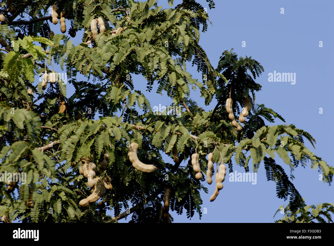 Tamarind tree ; Harihareshwar ; Dist Raigad ; Maharashtra ; India Stock ...