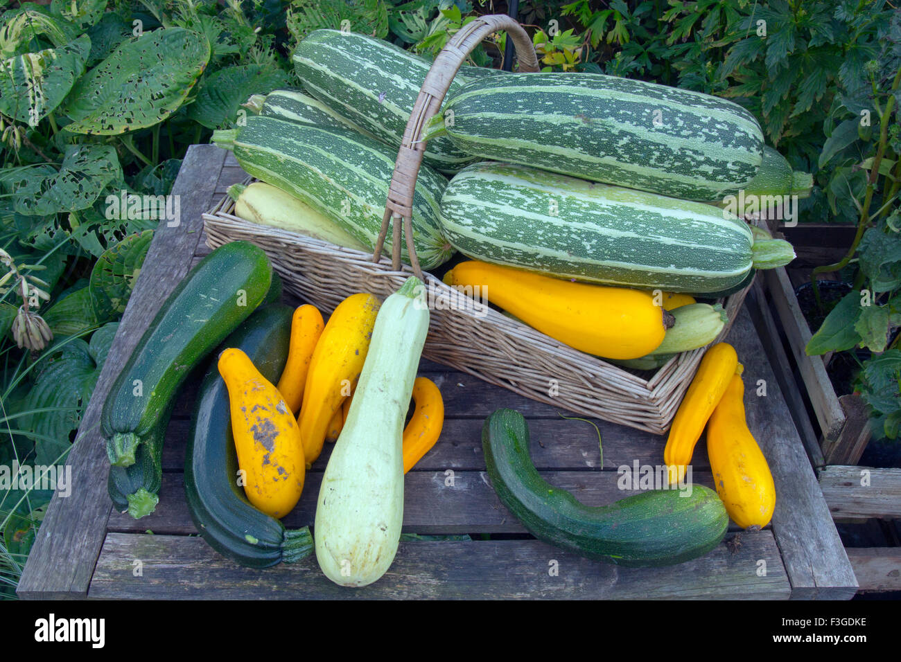 A display of mixed squashes for sale in Autumn Stock Photo - Alamy