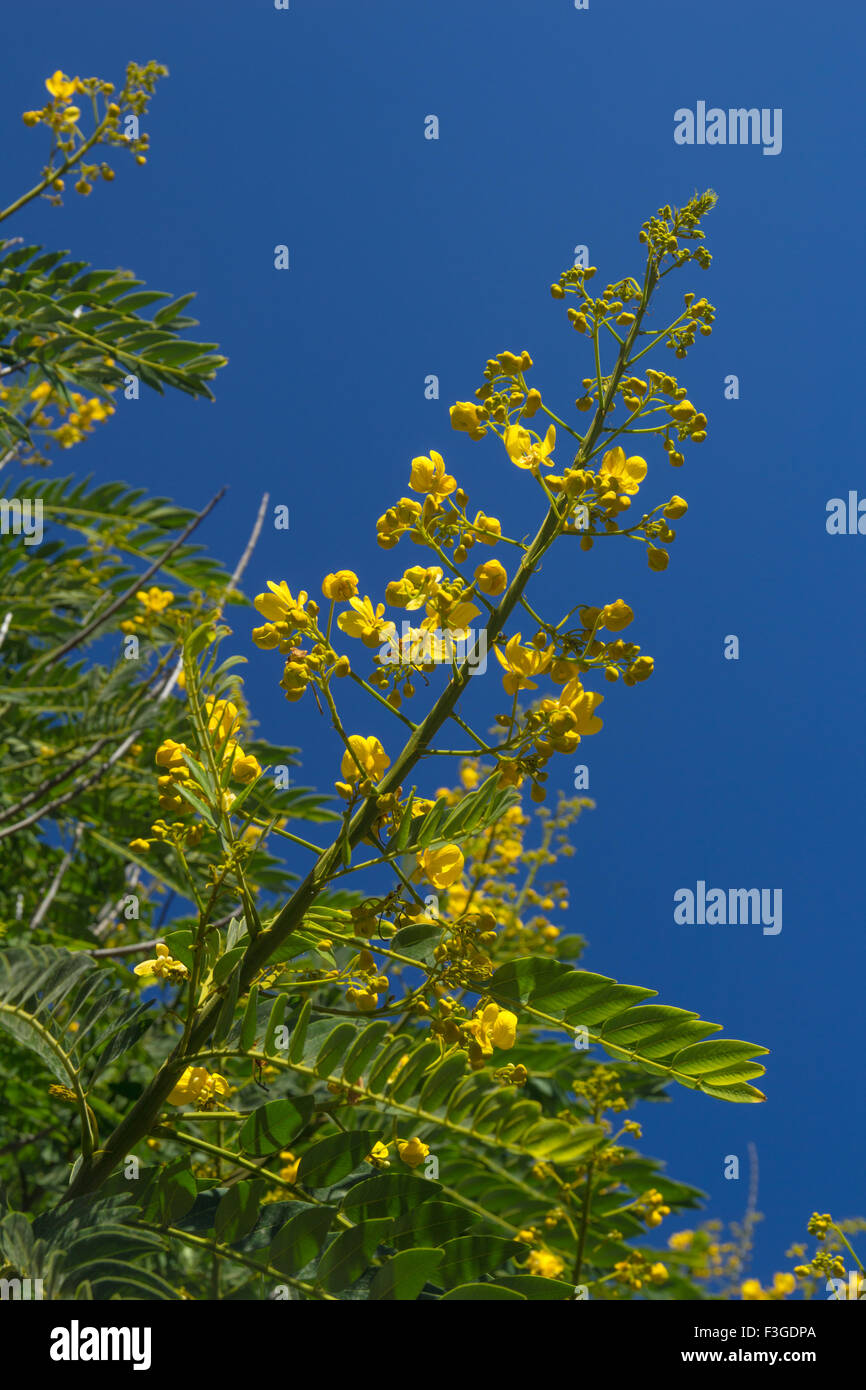 Cassia didymobotrya, Popcorn Cassia, Peanut Butter Senna Stock Photo ...