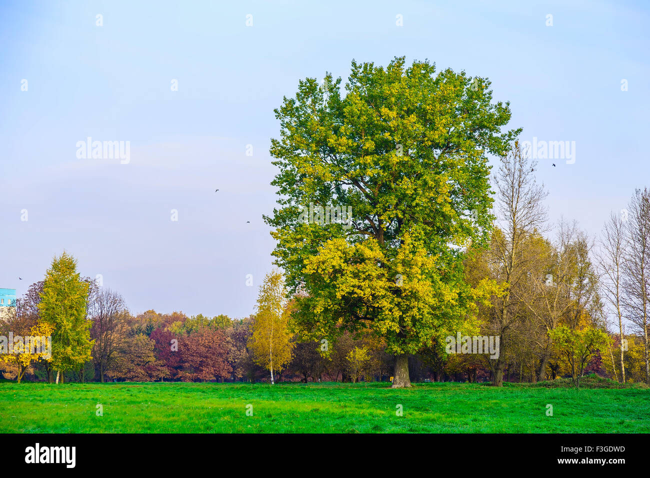 Branchy tree hi-res stock photography and images - Alamy