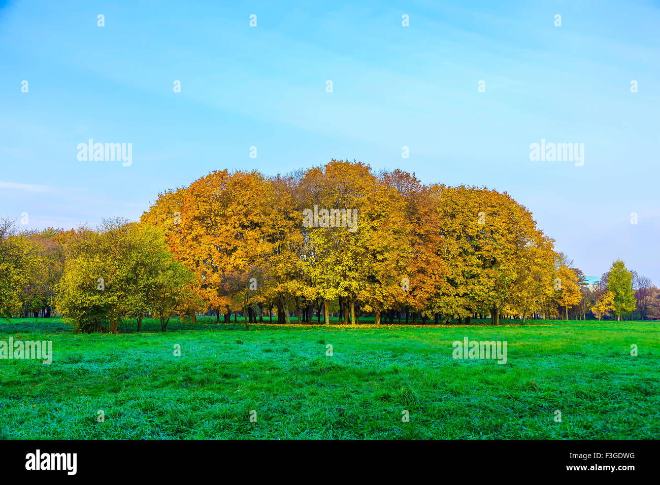 Autumn Landscape with Colorful Trees on Meadow with Green Grass in ...