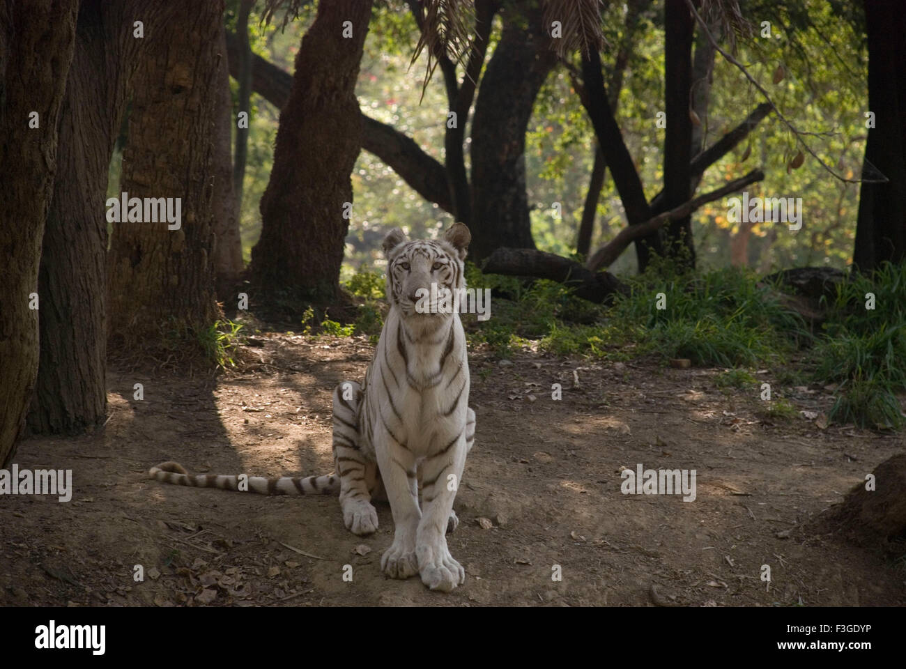 White tiger, bleached tiger, animal, leucistic pigmentation, Bengal ...